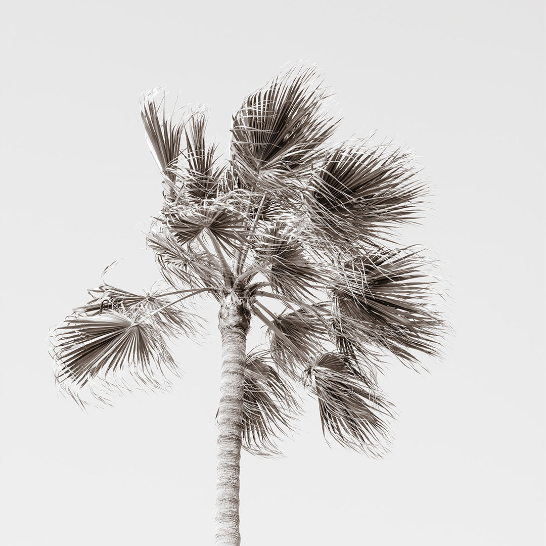 Black and White Art Prints by Cattie Coyle Photography