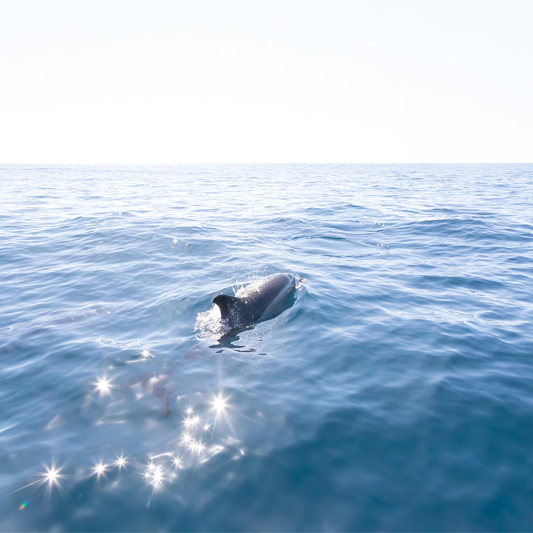 Collections – Cattie Coyle Photography