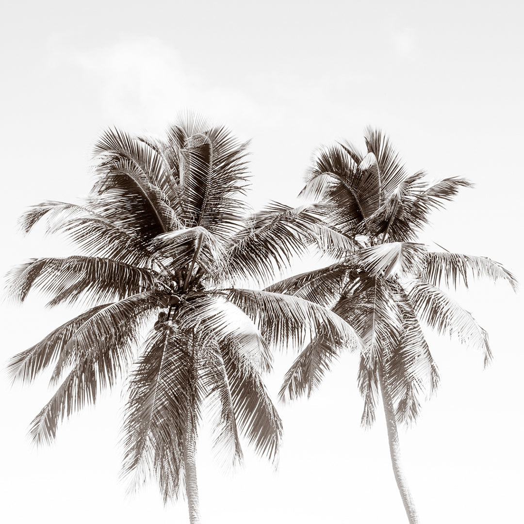 Palm Tree Art Prints by Cattie Coyle Photography