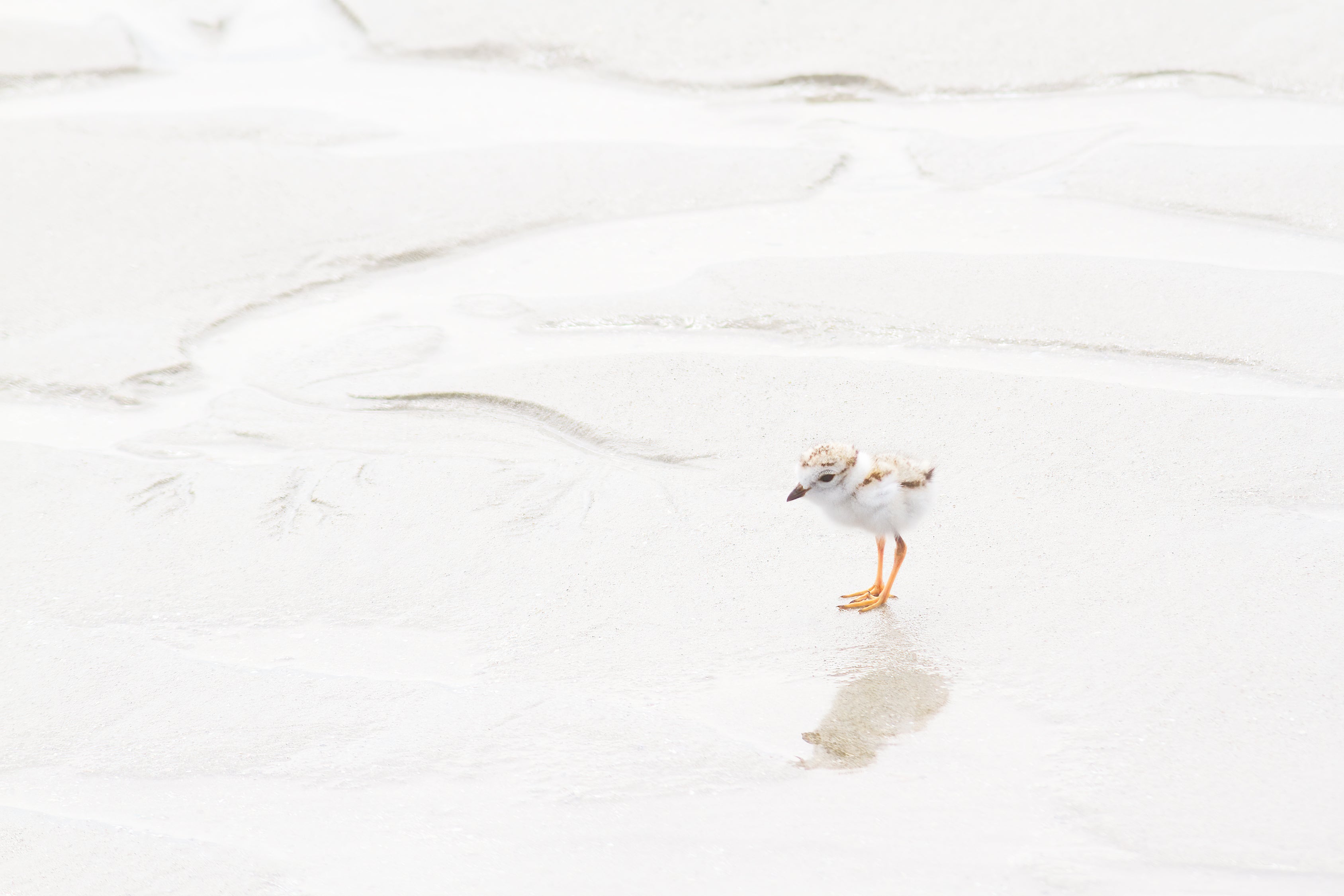 Piping Plover Art Print by Cattie Coyle Photography
